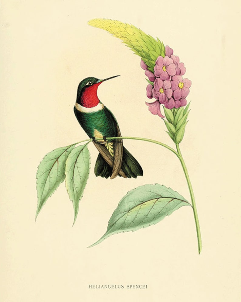 Hummingbirds Art Vintage Bird Print Nature Art Print Vintage - Etsy