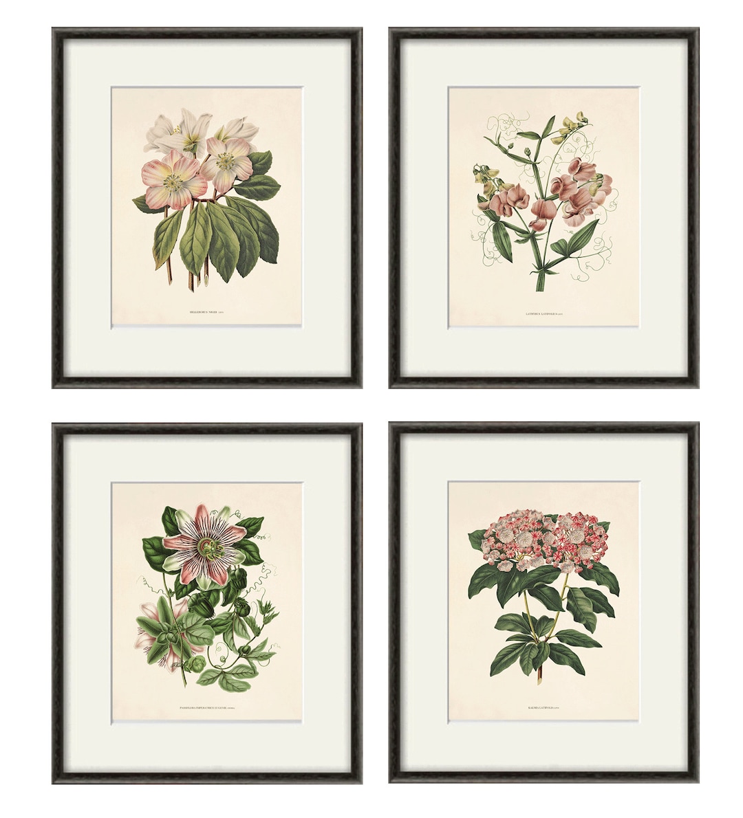 Antique Botanical Prints SET of 4 Botanical Art Prints Flower Prints ...
