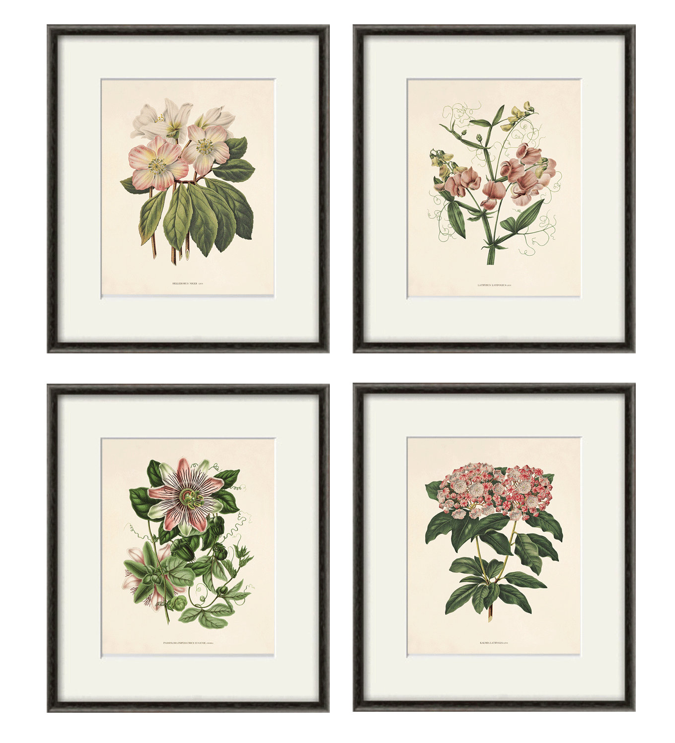 Antique Botanical Prints SET of 4 Botanical Art Prints Flower | Etsy