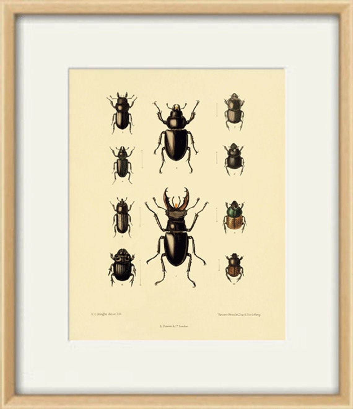 Antique Insect Art Print Beetle Art Print Insect Wall Art - Etsy