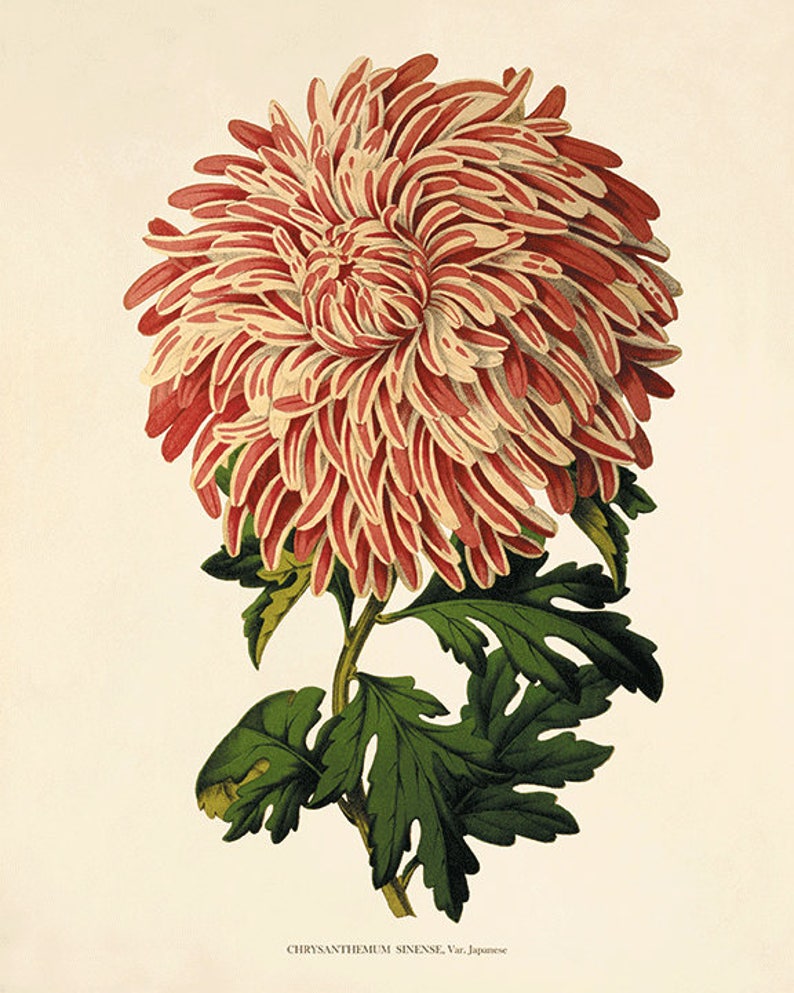Chrysanthemums art antique flower art print botanical art | Etsy