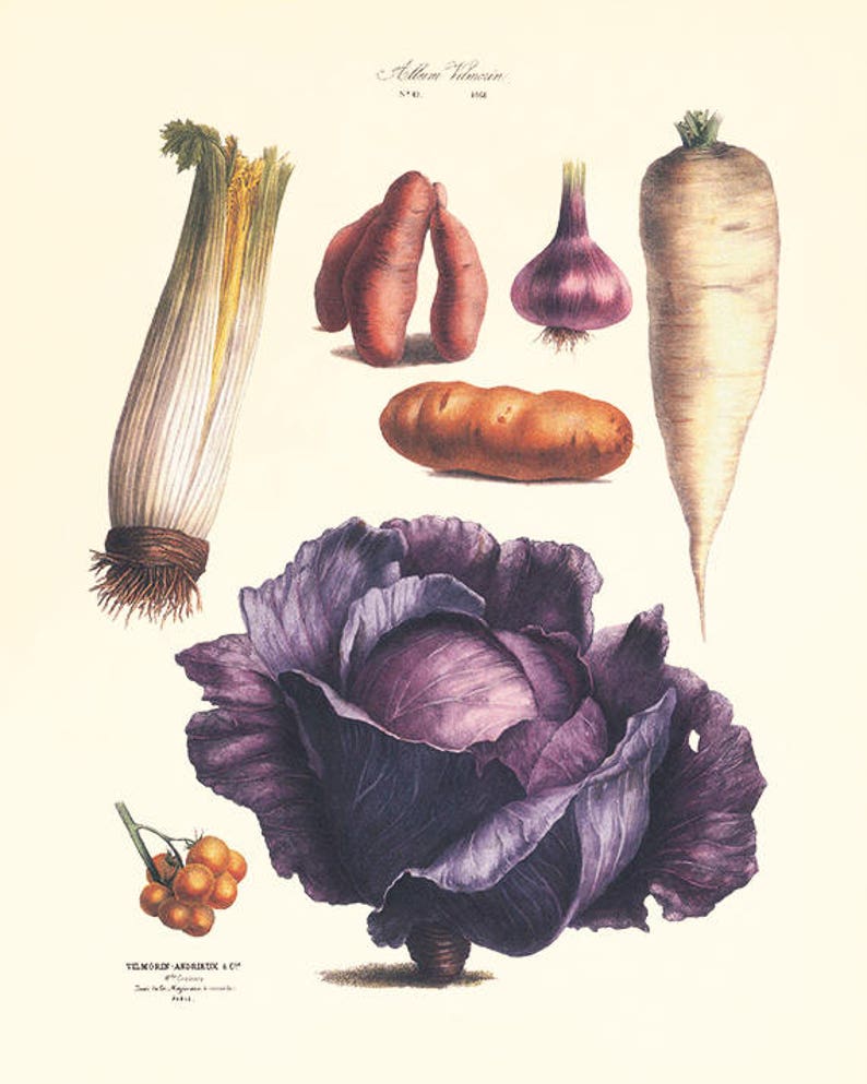 Antique Vegetable Botanical Print: 1800s Kitchen Wall Art Set of 12 - Etsy