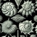 Antique Sea Shell Art Print Vintage Nautical Art Print Sea Art Print ...