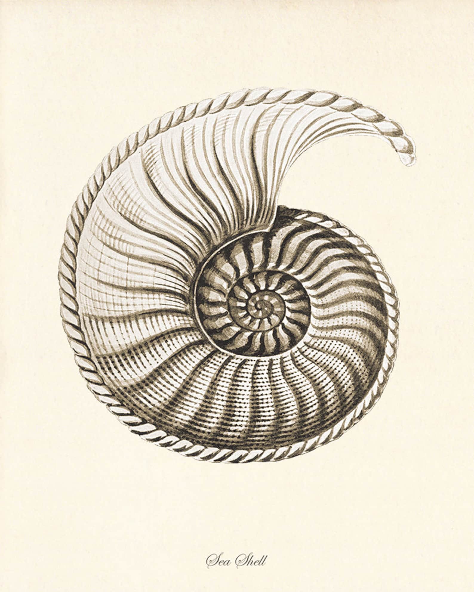 Antique Sea Shell Art Print Sea Beach Art Nautical Print Ocean | Etsy