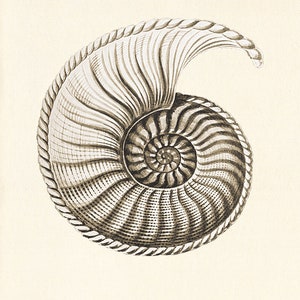 Antique Sea Shell Art Print Sea Beach Art Nautical Print Ocean Print ...