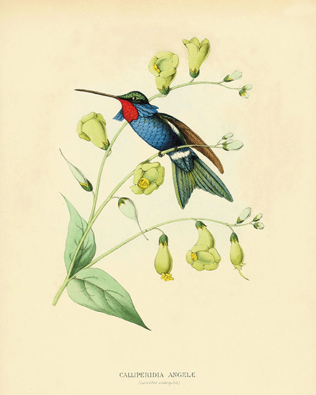 Antique Hummingbird Print: Victorian French Art, Garden Wall Decor - Etsy