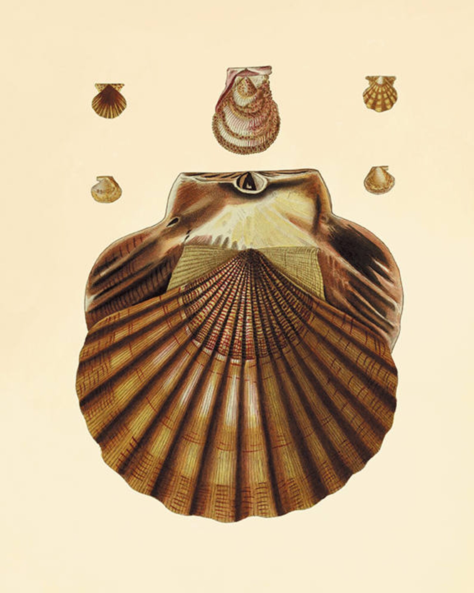 Antique Sea Shell Art Print Sea Beach Art Nautical Print Ocean - Etsy