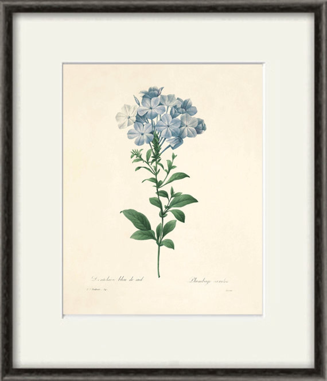 Antique Botanical Print Botanical Art Prints Flower Prints - Etsy