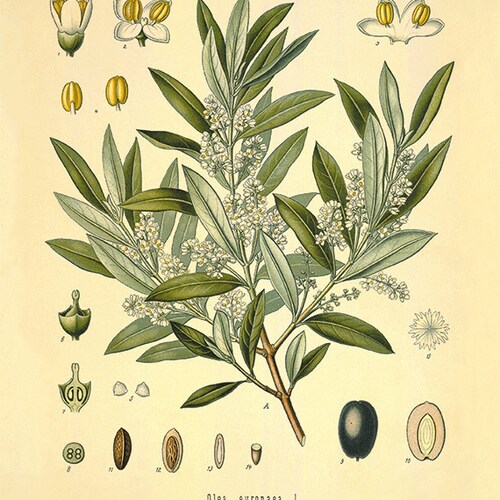 Olive Tree Art Print Antique Kitchen Art Print Botanical Art | Etsy