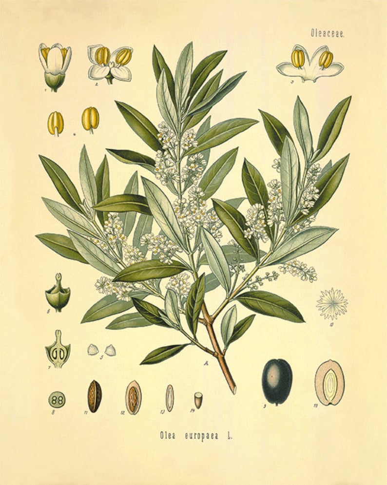 Olive Tree Art Print Antique Kitchen Art Print Botanical Art - Etsy