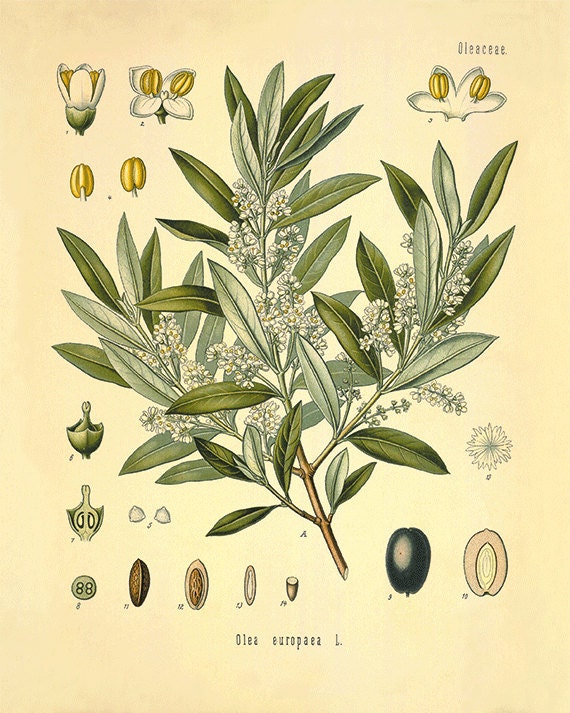 Olive Tree Botanical Drawing