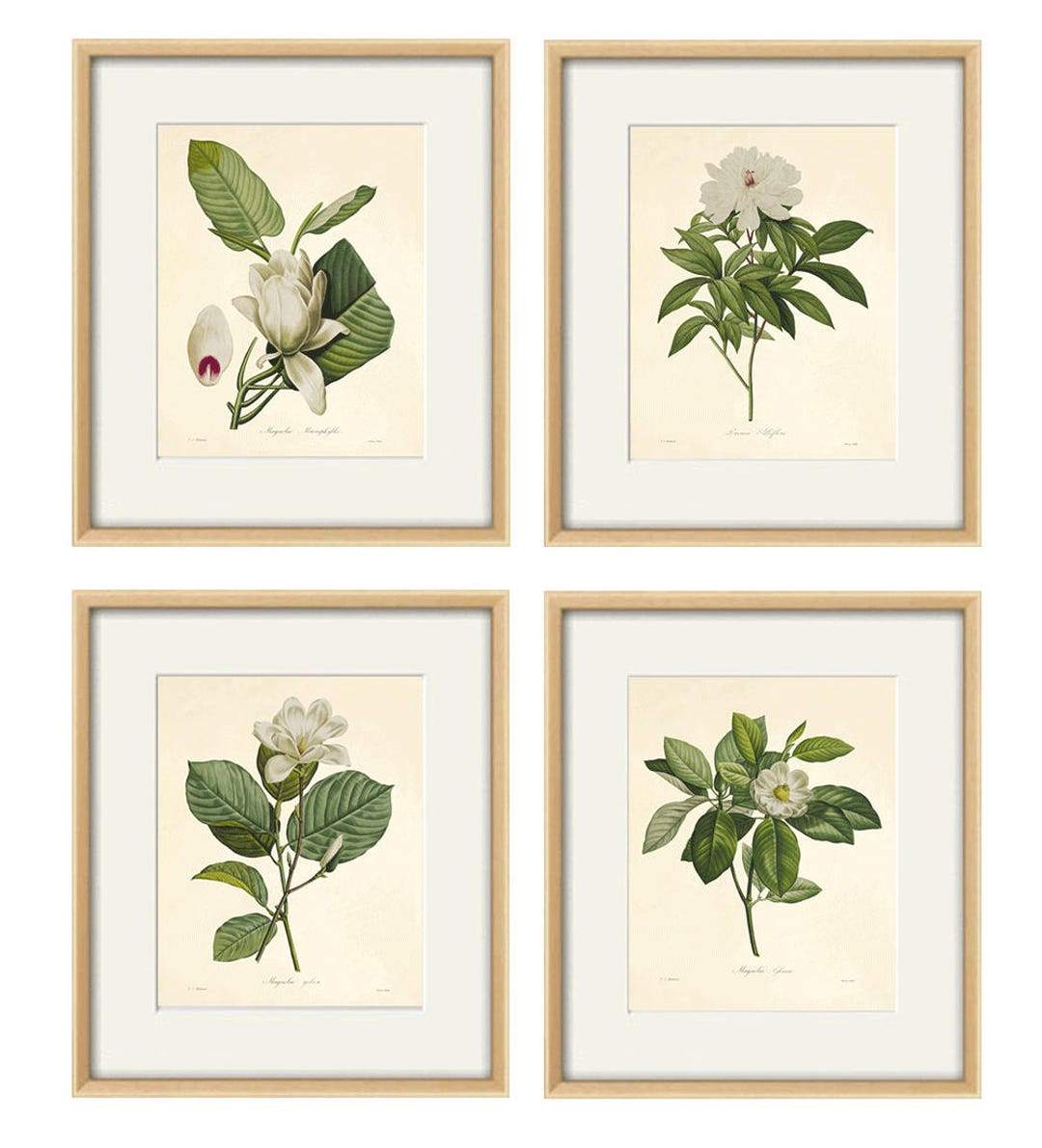 Antique White Flower Prints: French Botanical Wall Art Set (set of 4 ...