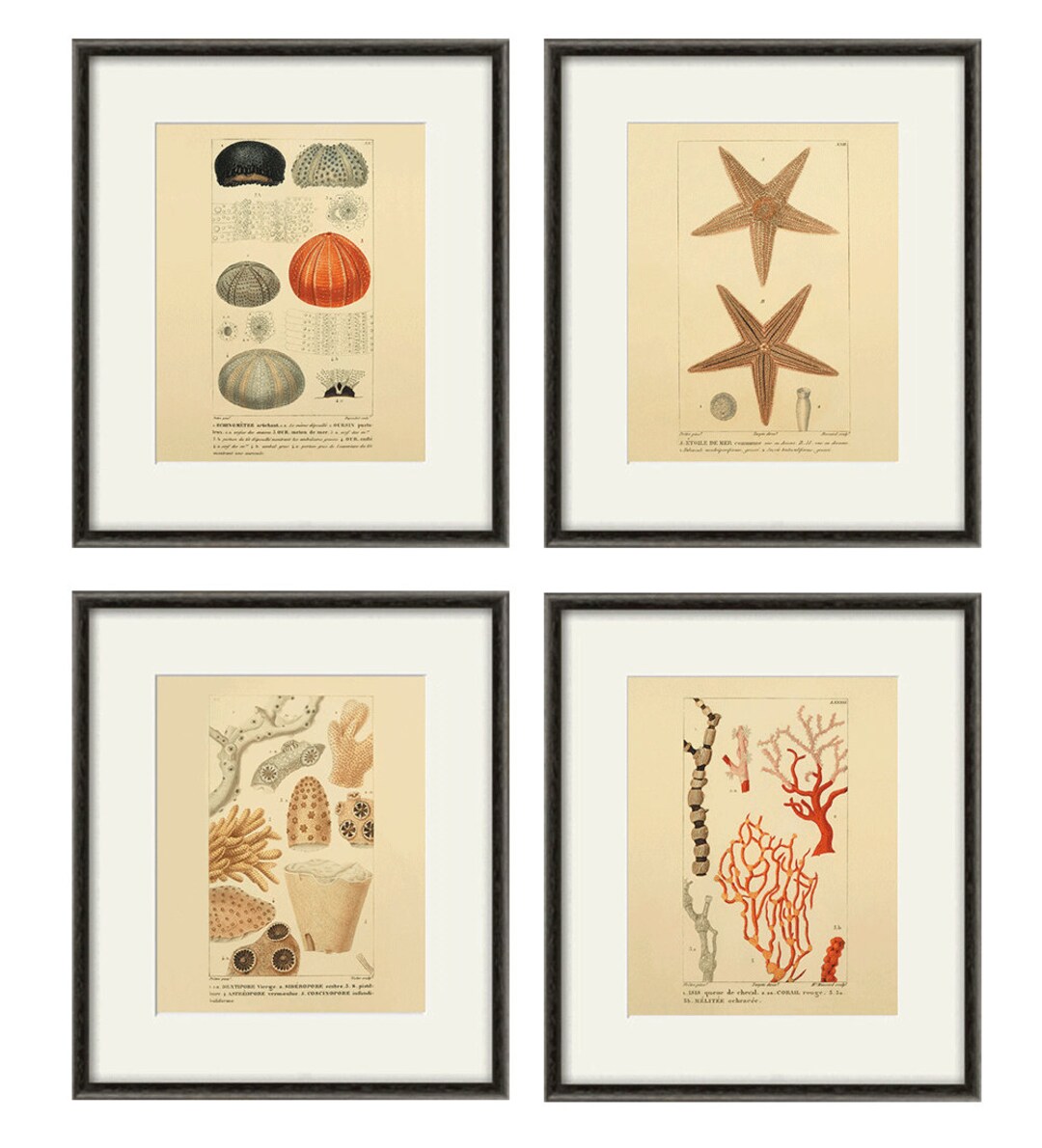 Sea Art Print Nautical Print Set Sea Art Print Vintage Ocean Life Art ...