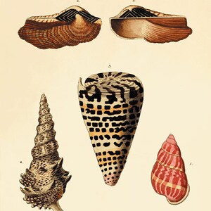 Antique Sea Shell Art Print Sea Beach Art Nautical Print Ocean Print ...