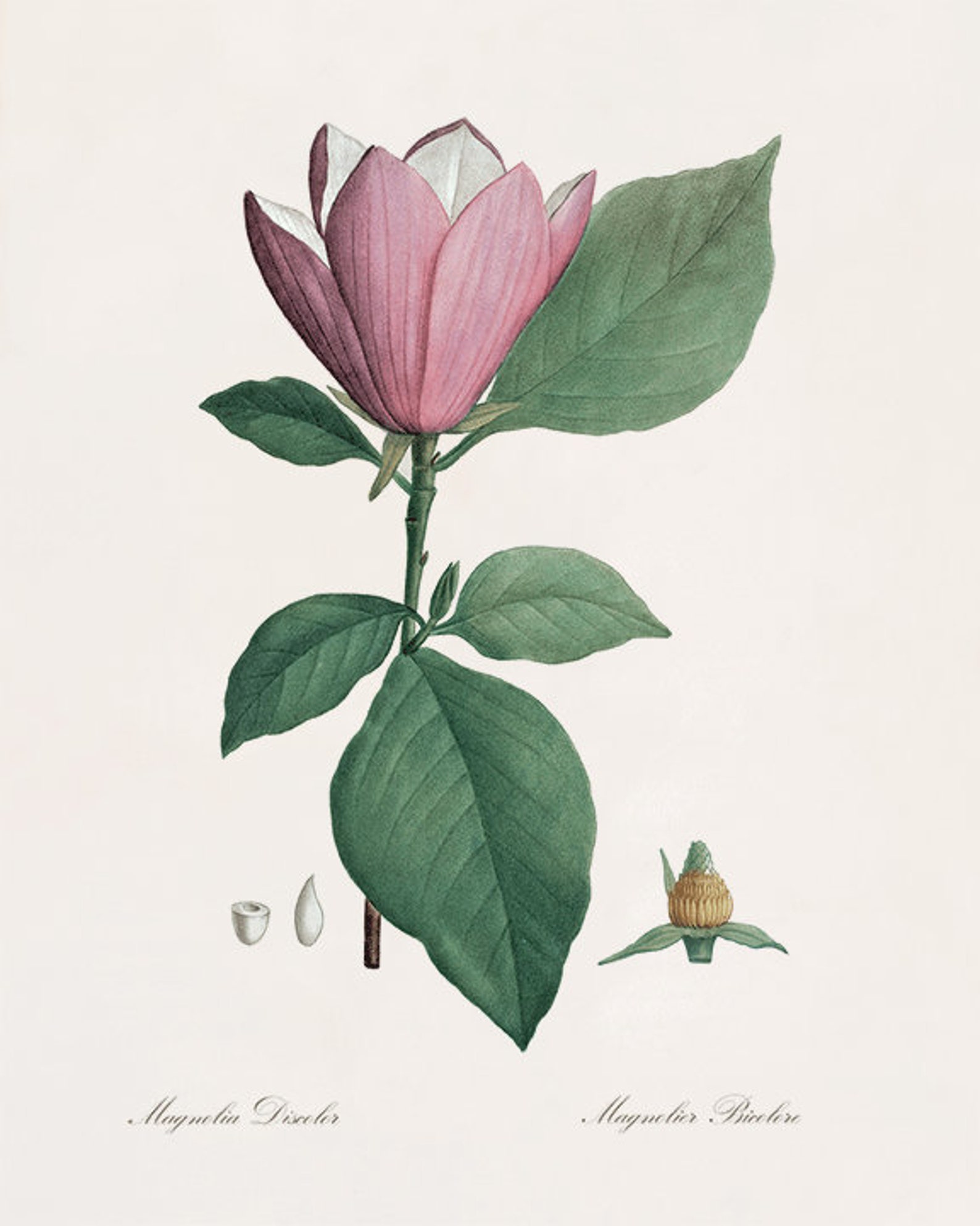 Antique Botanical Print Botanical Art Prints Flower Prints - Etsy