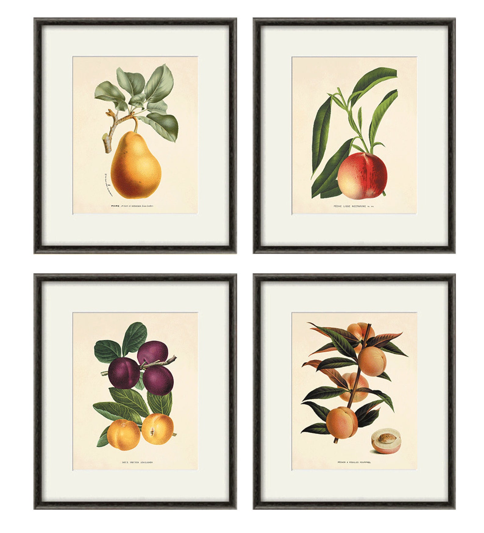 Antique Fruit Art Print Vintage Kitchen Art Print Antique - Etsy