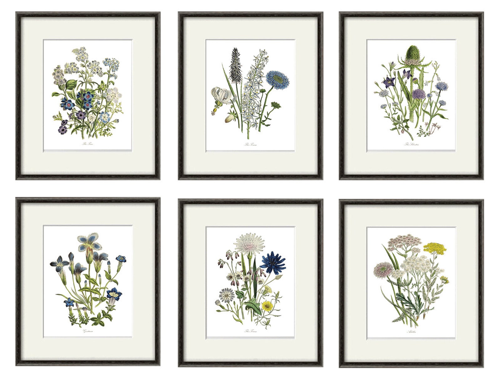 Antique Botanical Prints SET of 6 Botanical Art Prints Flower - Etsy