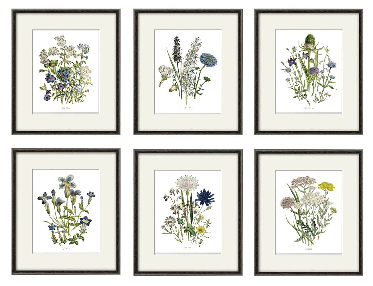 Antique botanical prints SET of 6 Botanical art prints flower | Etsy