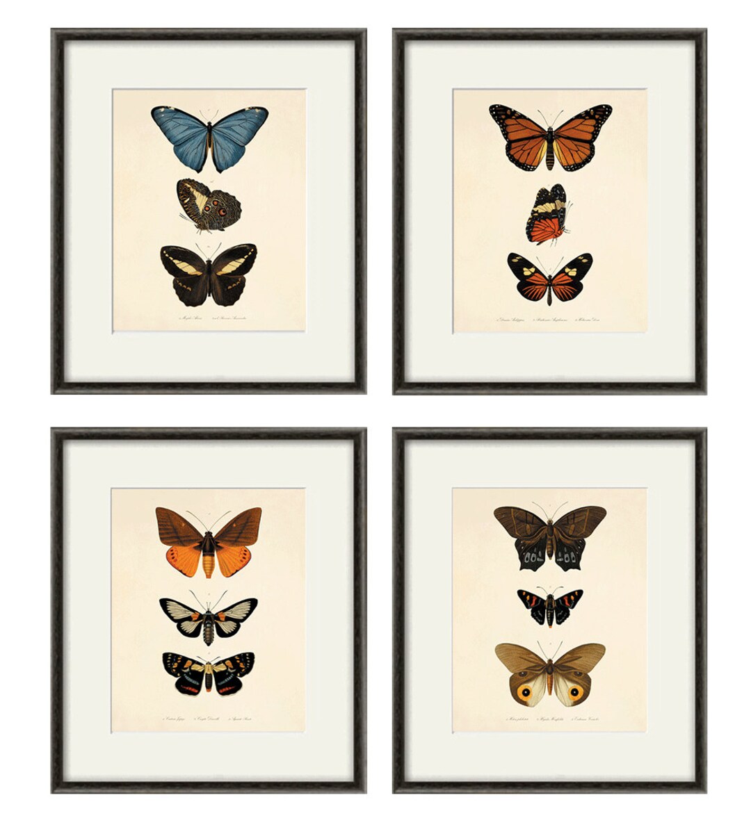 Antique Butterfly Art Butterfly Print Set Natural History Art Old ...