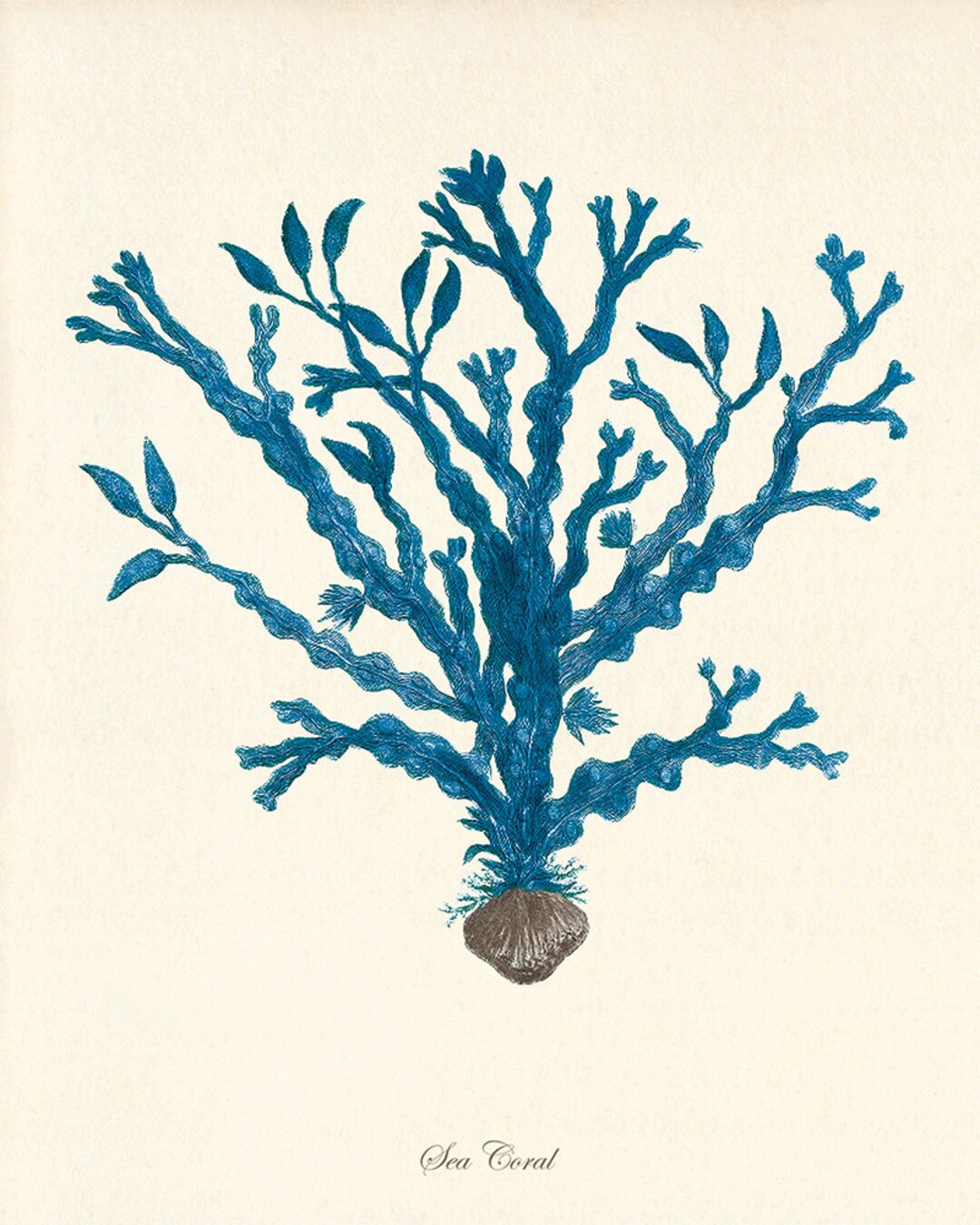 Vintage Blue Coral Art Print: Antique Nautical Ocean Life Illustration ...