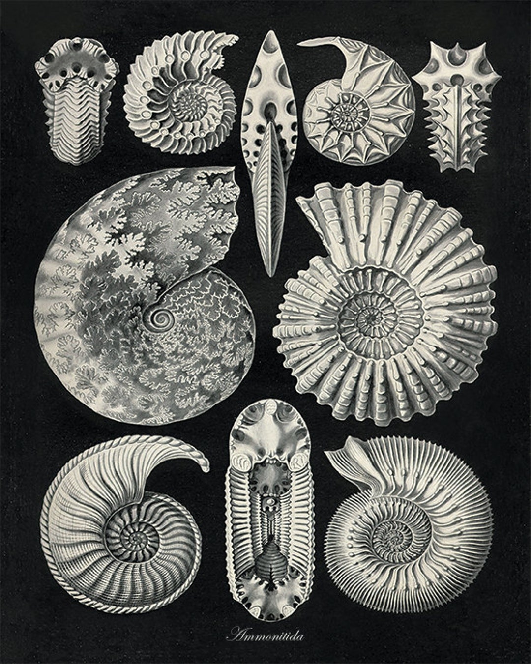 Antique Sea Shell Art Print Vintage Nautical Art Print Sea Art Print ...