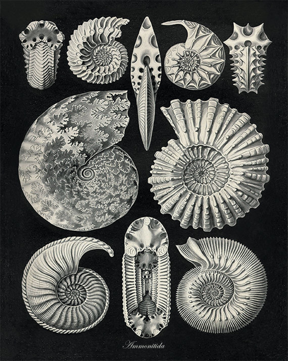 Antique Sea Shell Art Print Vintage Nautical Art Print Sea Art - Etsy