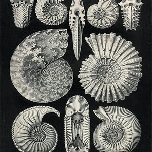 Antique Sea Shell Art Print Vintage Nautical Art Print Sea Art Print ...