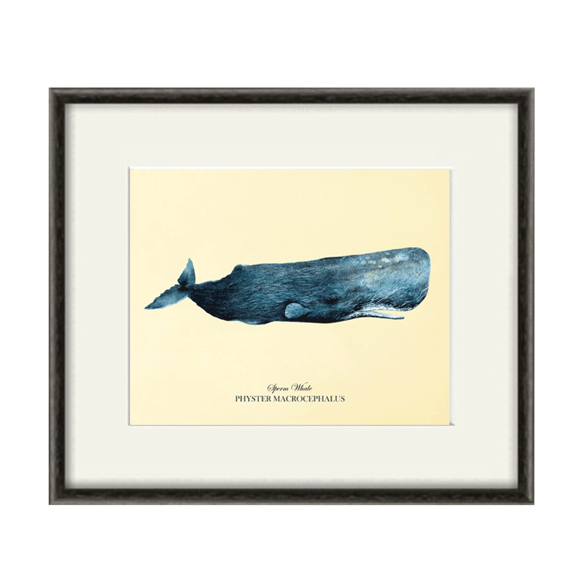 Blue Whale Art Print Antique Prints Sea Beach Art Sea Art - Etsy