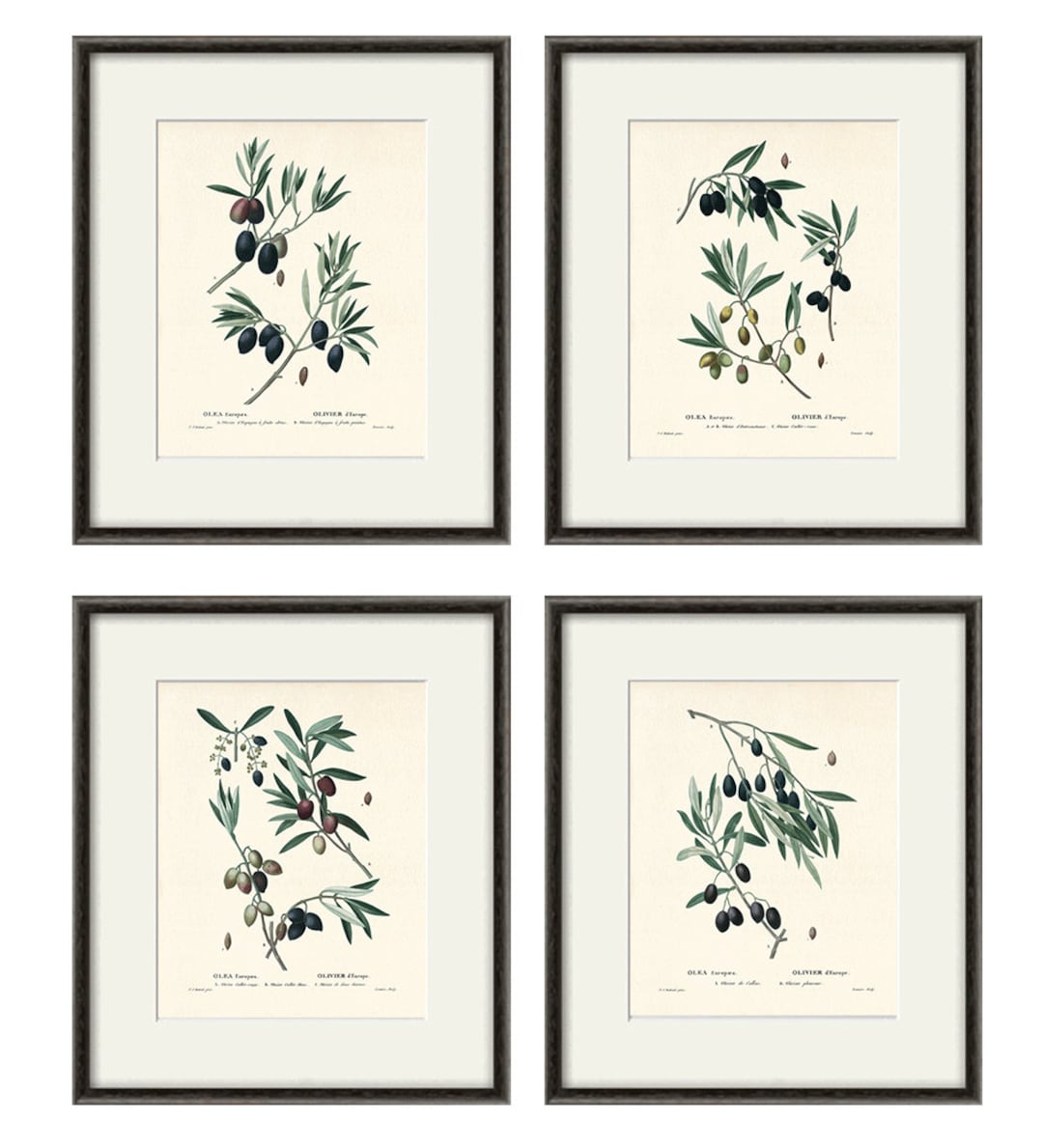 Olive Botanical Art Print Botanical Print Set Botanical Prints French ...