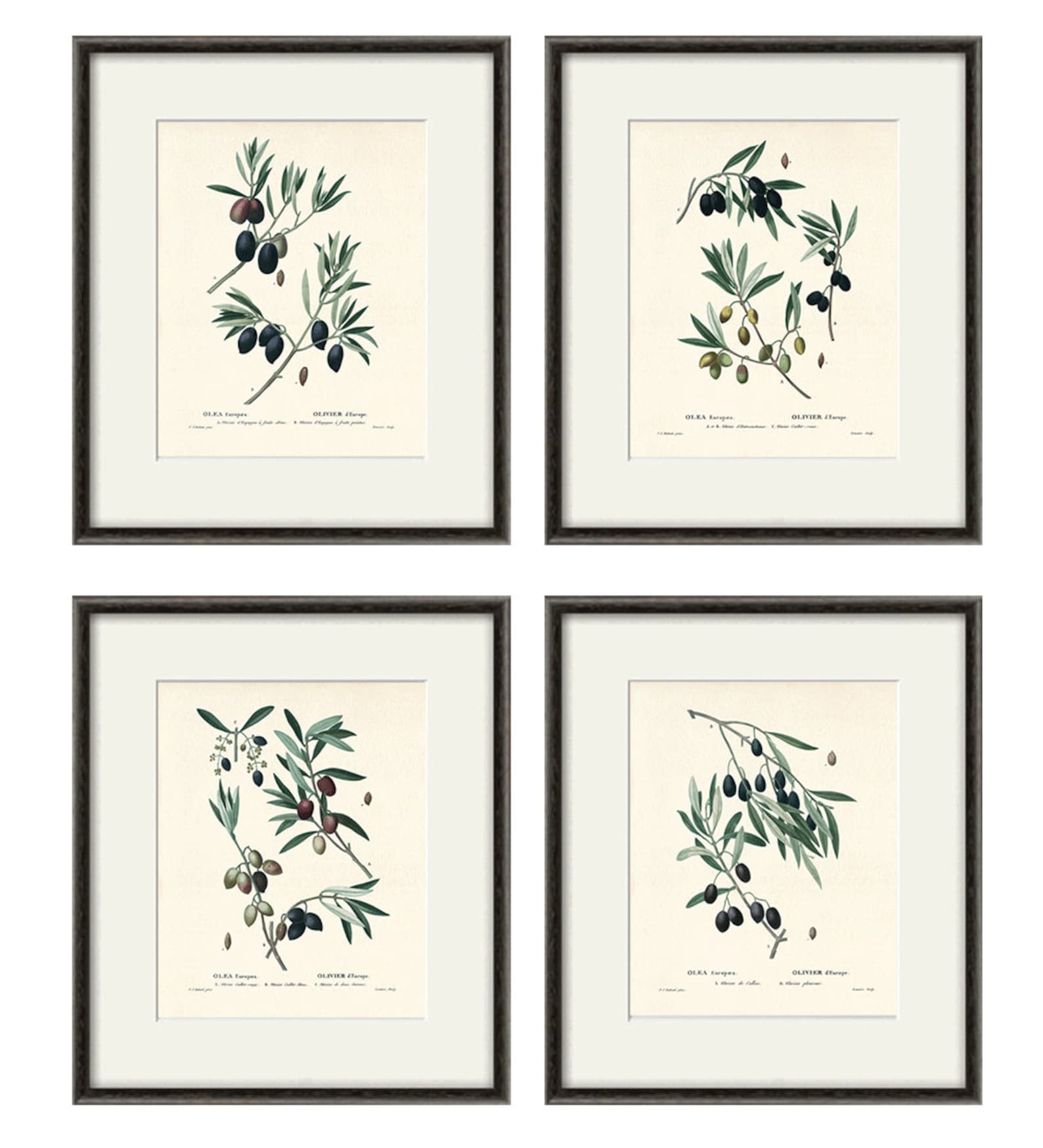 Olive Botanical Art Print Botanical Print Set Botanical Prints - Etsy