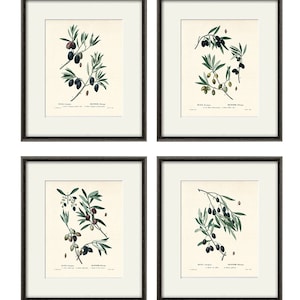 Olive Botanical Art Print Botanical Print Set Botanical Prints French ...