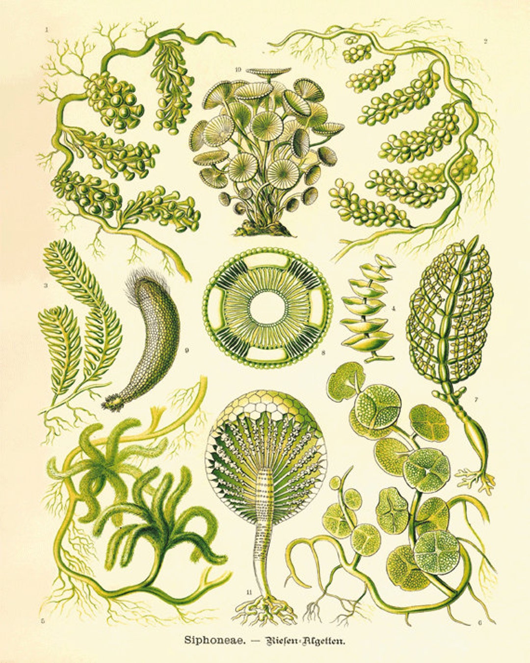 Algae Art Print Nautical Print Sea Art Print Sea Life Art Ocean Print ...