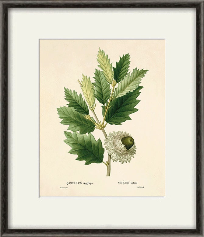 Botanical Print Set Oak Leaf Art Print French Botanical Art | Etsy