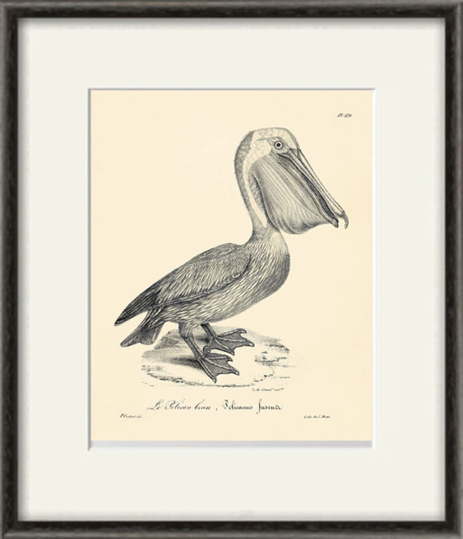 Pelican Art Print Bird Print Nature Print Antique Prints - Etsy