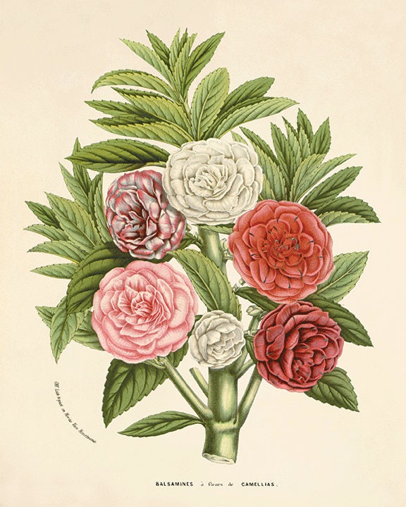 Antique flower art print botanical art print vintage garden | Etsy