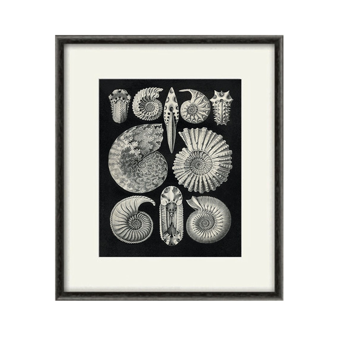 Antique Sea Shell Art Print Vintage Nautical Art Print Sea Art | Etsy