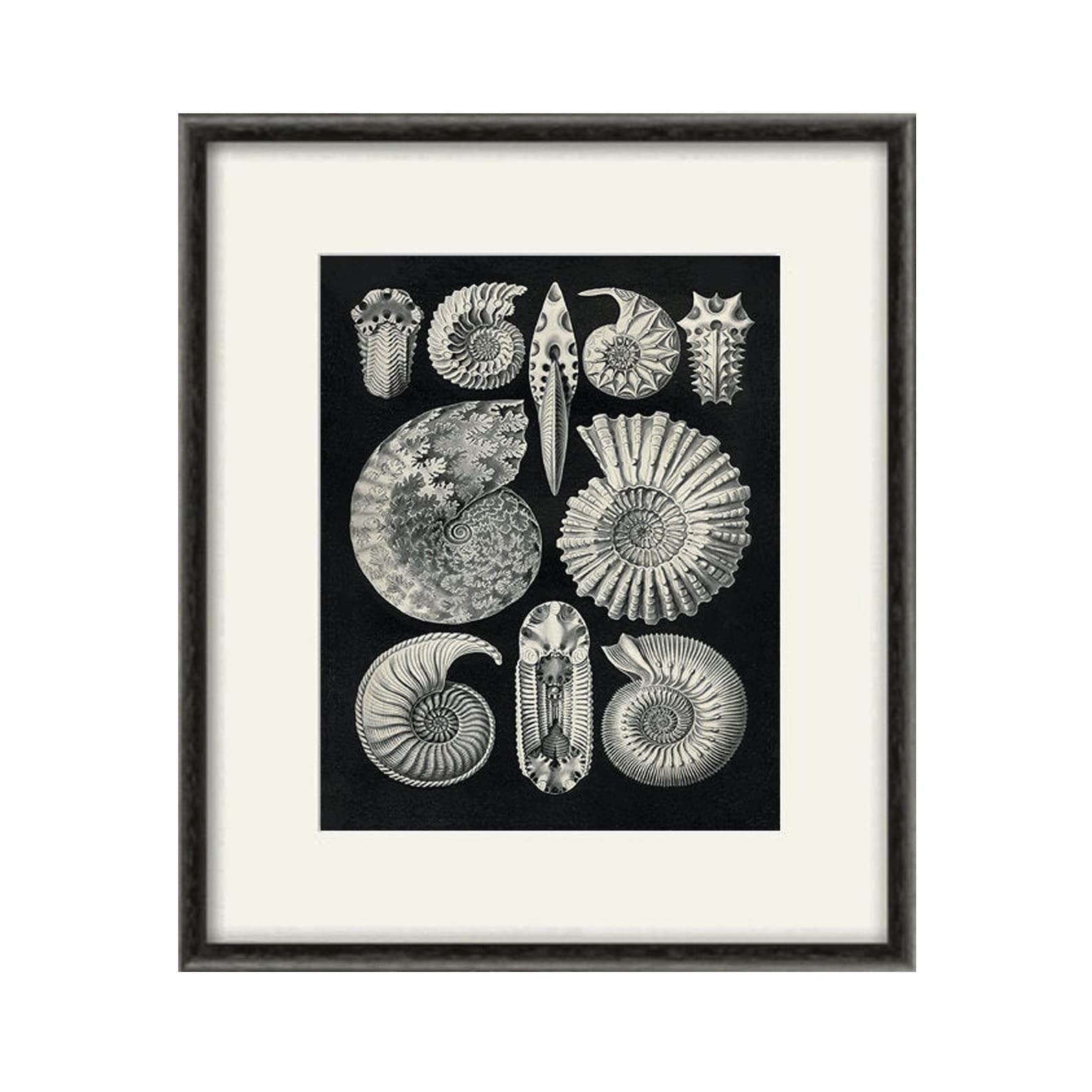 Antique Sea Shell Art Print Vintage Nautical Art Print Sea Art | Etsy