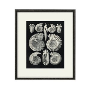 Antique Sea Shell Art Print Vintage Nautical Art Print Sea Art Print ...