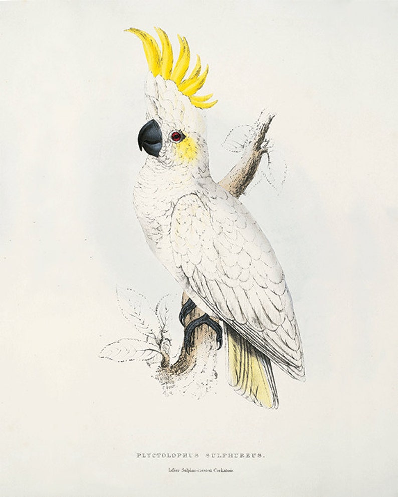 Parrot Art Print Antique Bird Print Nature Wall Art Victorian - Etsy