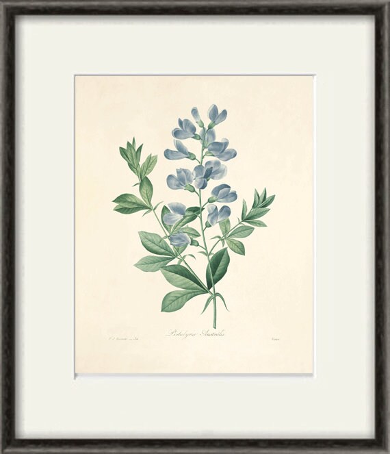Blue flower print poster antique prints Botanical Art Prints | Etsy