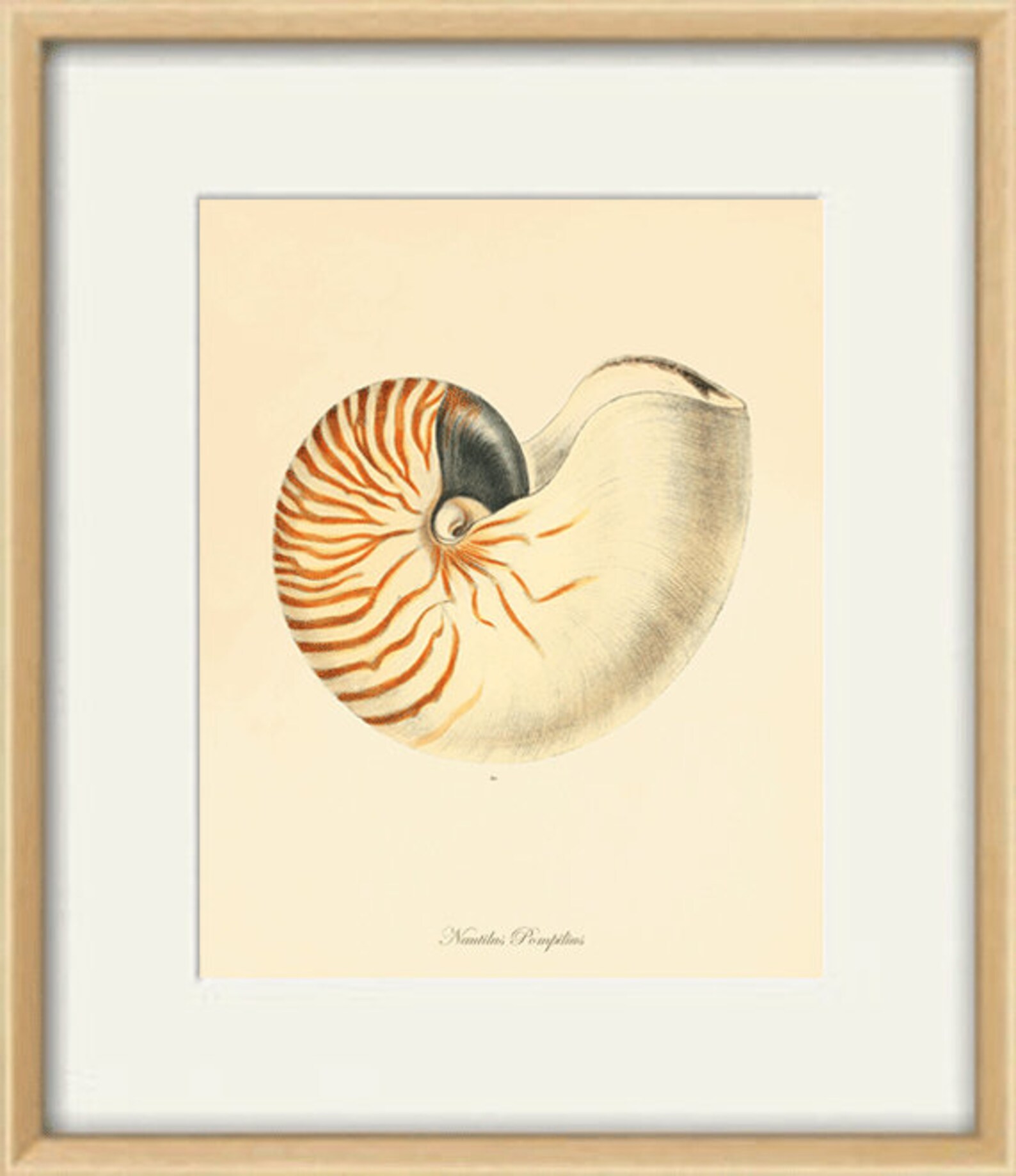 Antique Sea Shell Art Print Sea Beach Art Nautical Print Ocean - Etsy