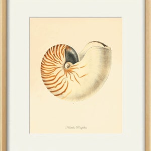 Antique Sea Shell Art Print Sea Beach Art Nautical Print Ocean Print ...