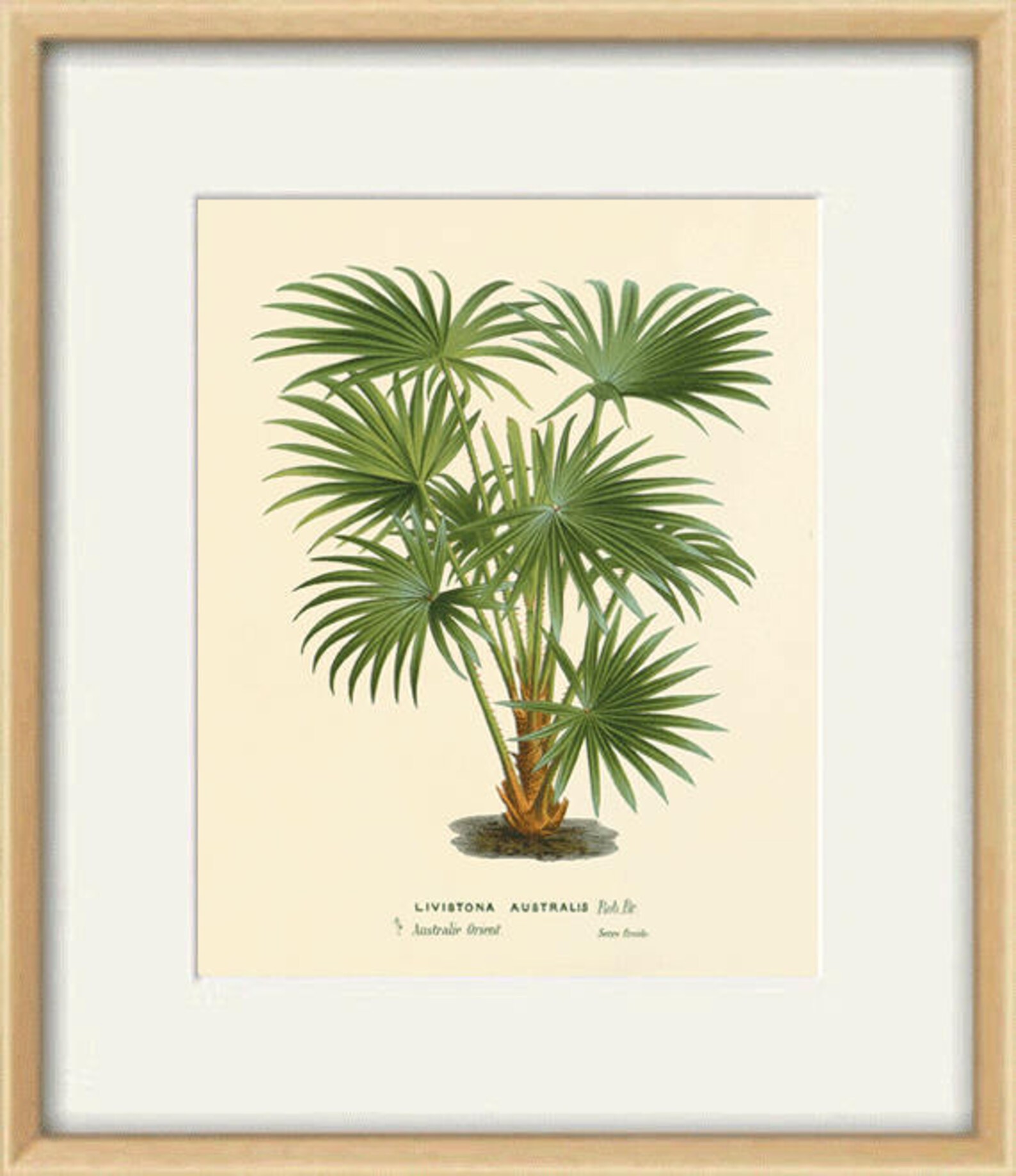 Palm Tree Art Print Antique Botanical Art Prints Home Decor - Etsy