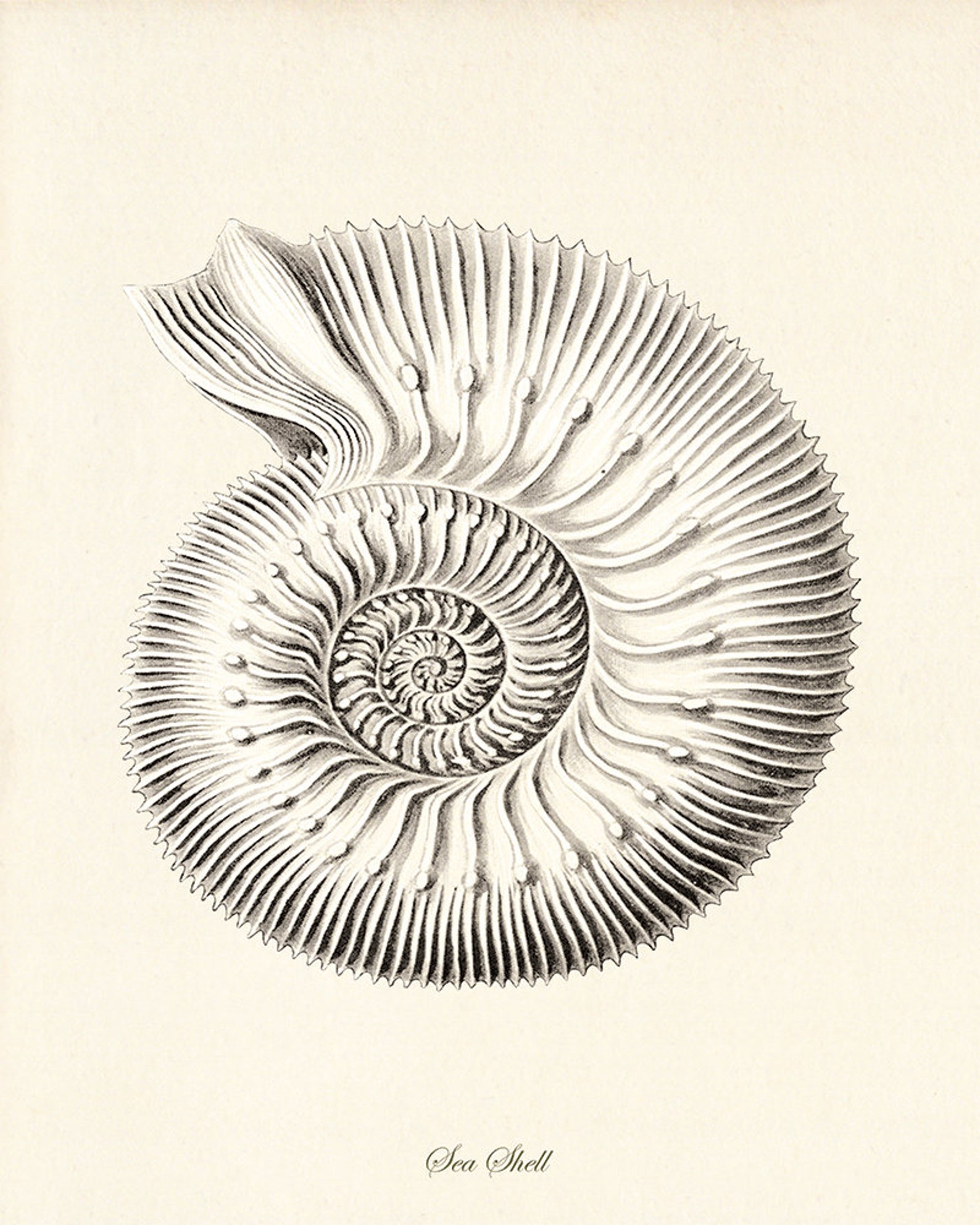 Antique Sea Shell Art Print Sea Beach Art Nautical Print Ocean | Etsy