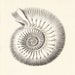 Antique Sea Shell Art Print Sea Beach Art Nautical Print Ocean Print ...