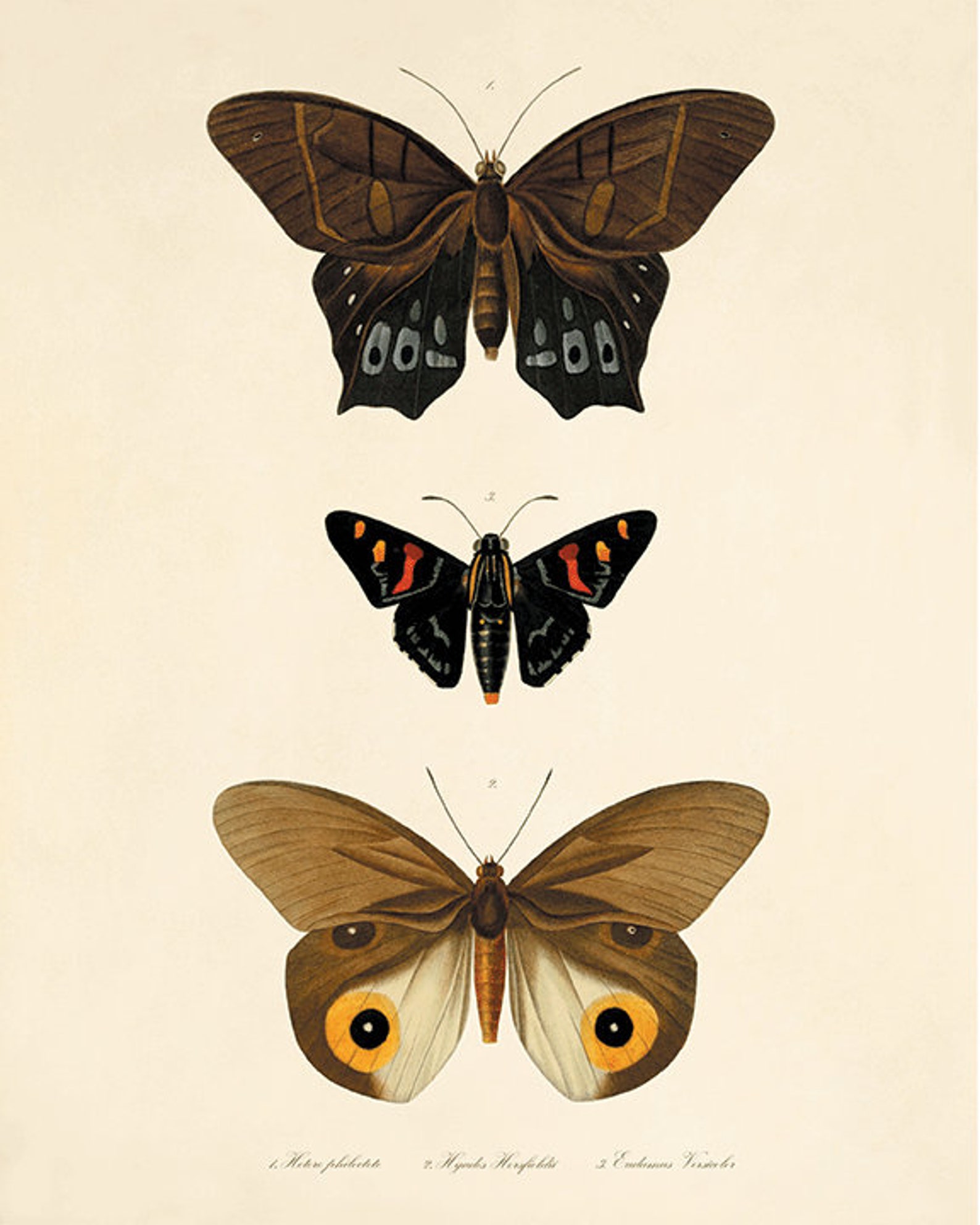 Antique Butterfly art Butterfly Print set Natural History art | Etsy