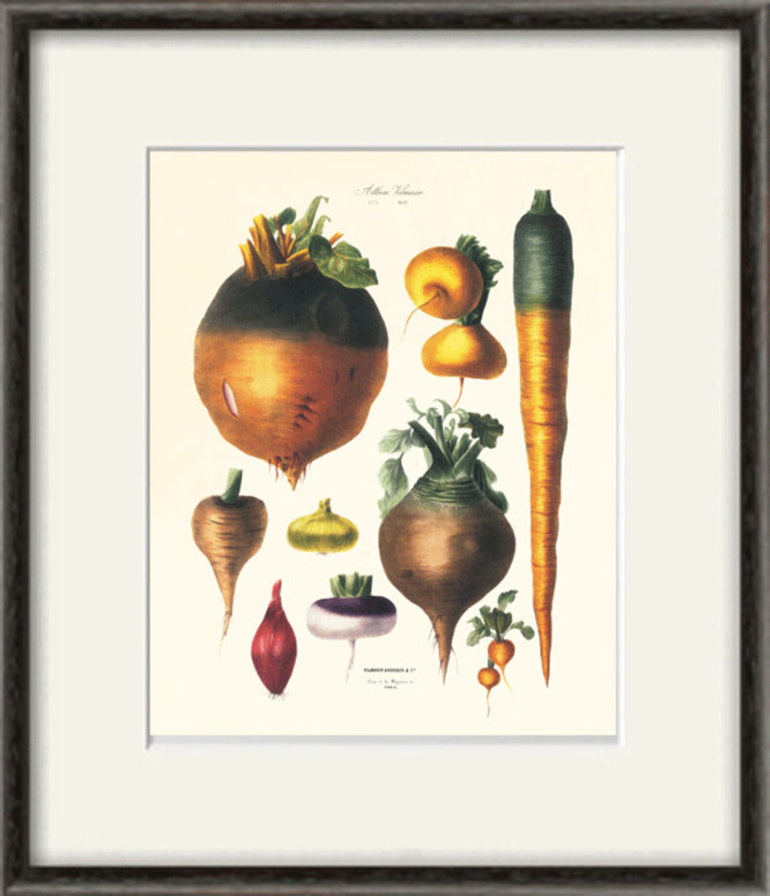 Vegetable Art Print Antique Botanical Print Vegetable Print - Etsy