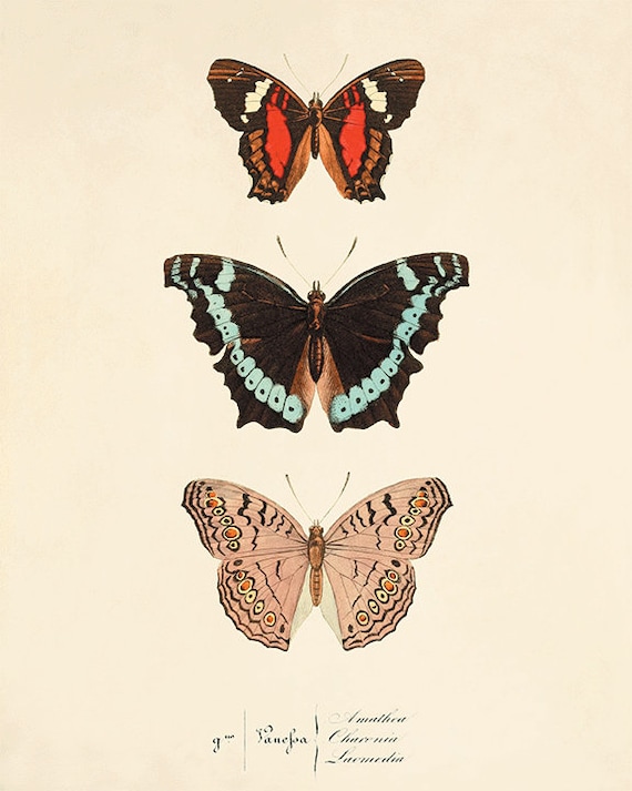 Colorful Butterfly art print poster antique prints Nature | Etsy