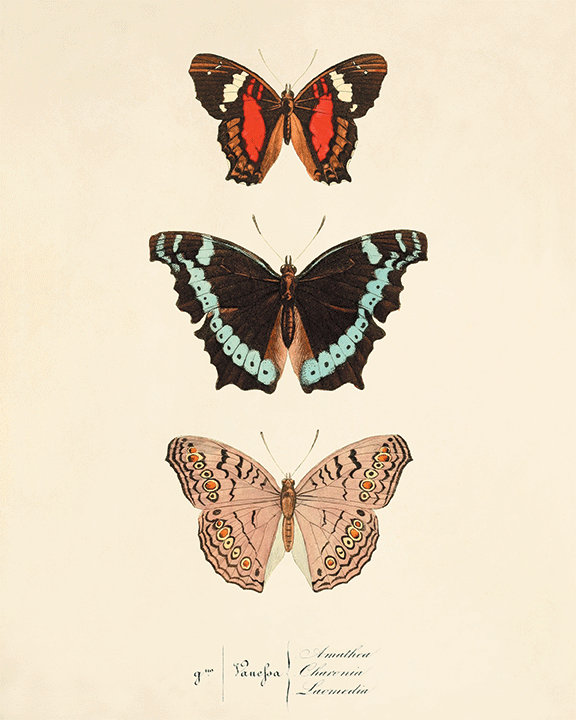 Colorful Butterfly art print poster antique prints Nature | Etsy