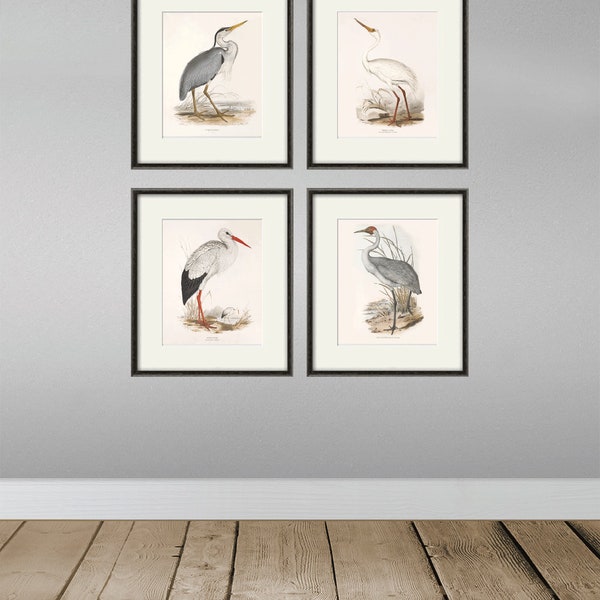 Bird Art - Etsy